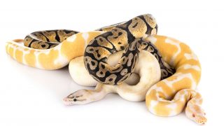 The Biblical Meaning Of Snakes In Dreams | Think About Such Things