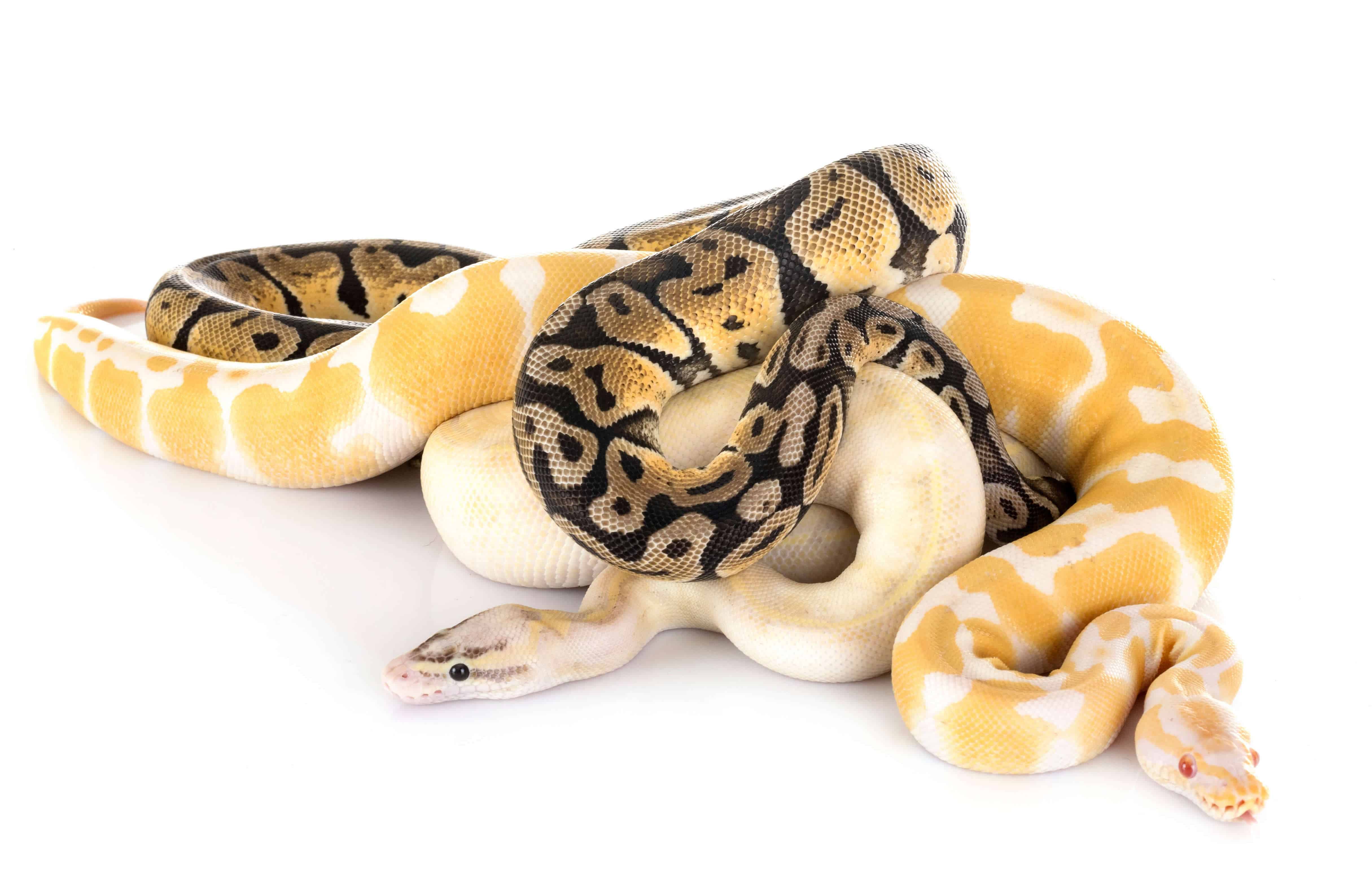 The Biblical Meaning Of Snakes In Dreams | Think About Such Things