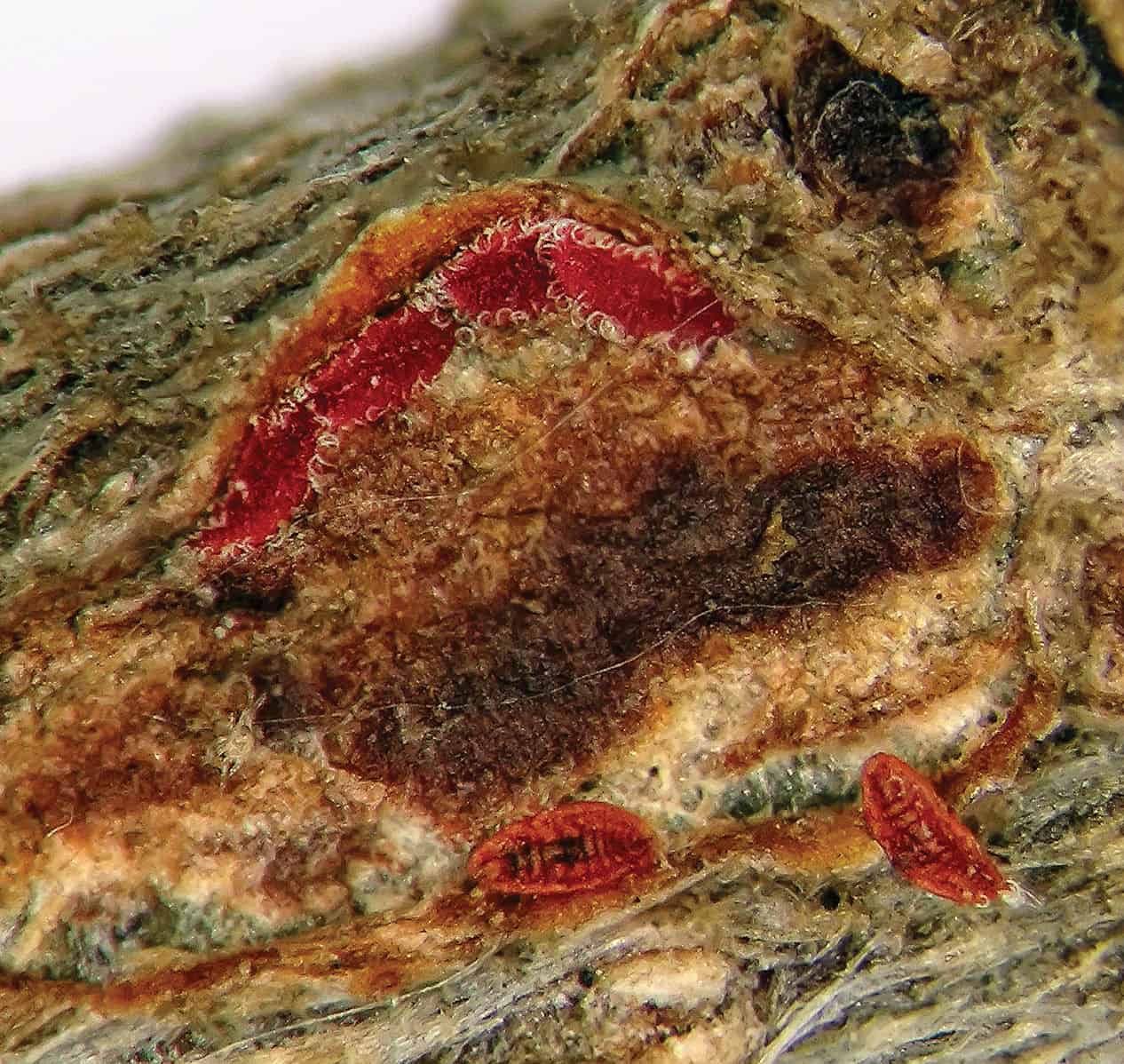 The Ultimate Guide To The Biblical Meaning Of Colors | Think About Such ...