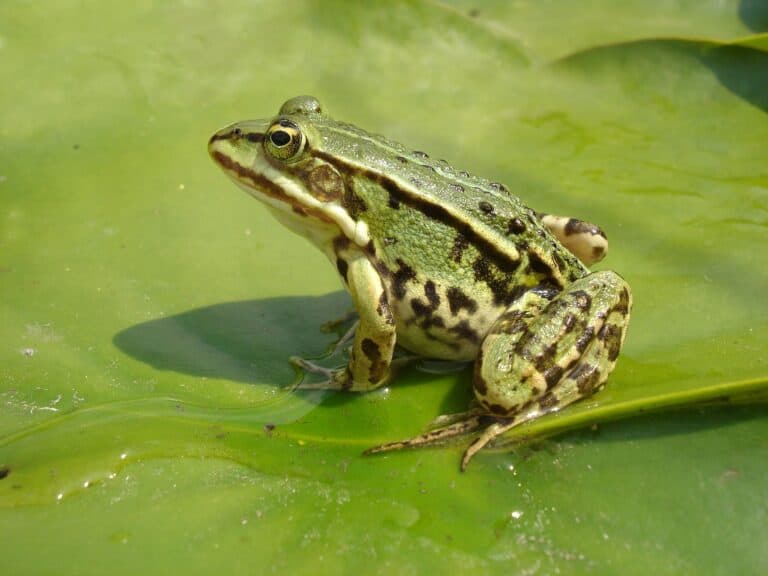 Frogs In The Bible: Pictures, Meaning, And Other Facts | Think About ...