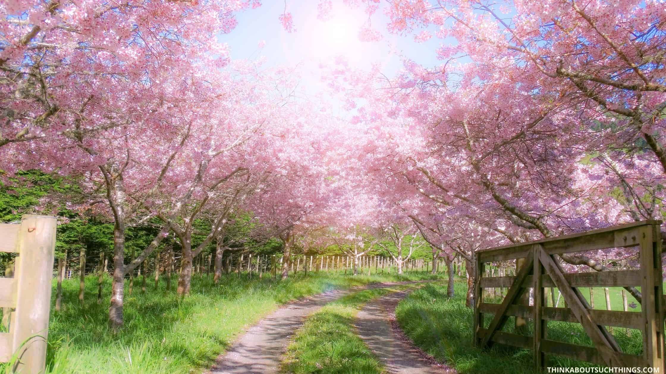 17 Beautiful Spring Bible Verses To Glean From | Think About Such Things