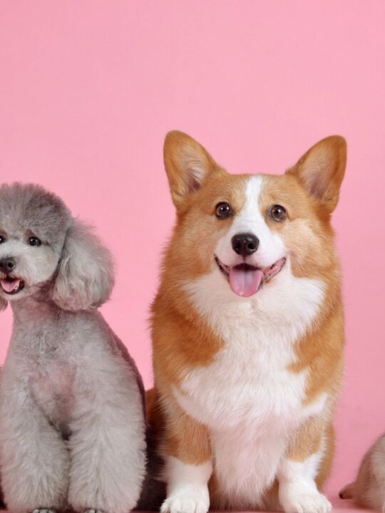 7 Powerful Prayers For Your Dog | Think About Such Things