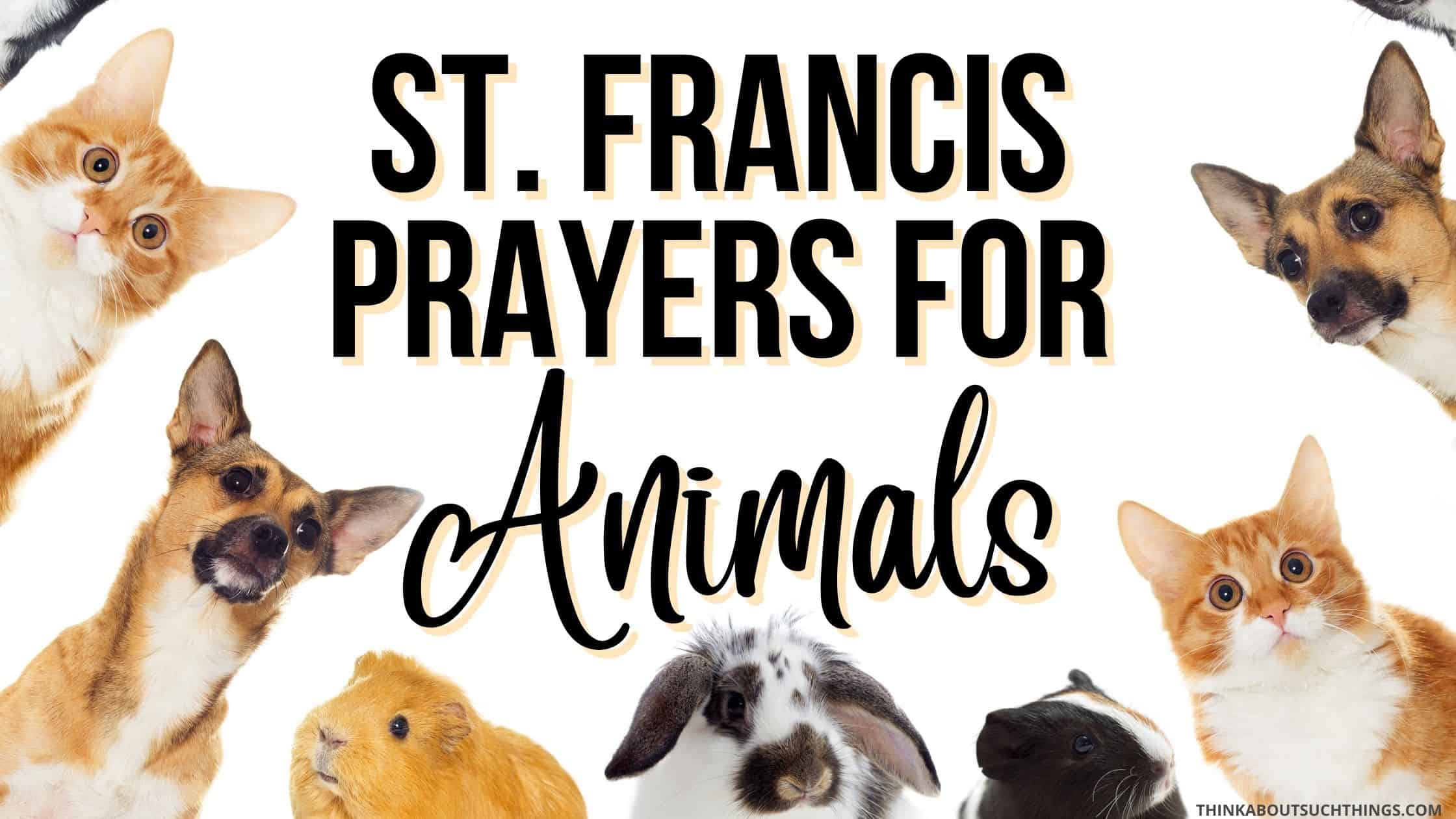 9 Powerful Prayers For Pets | Think About Such Things