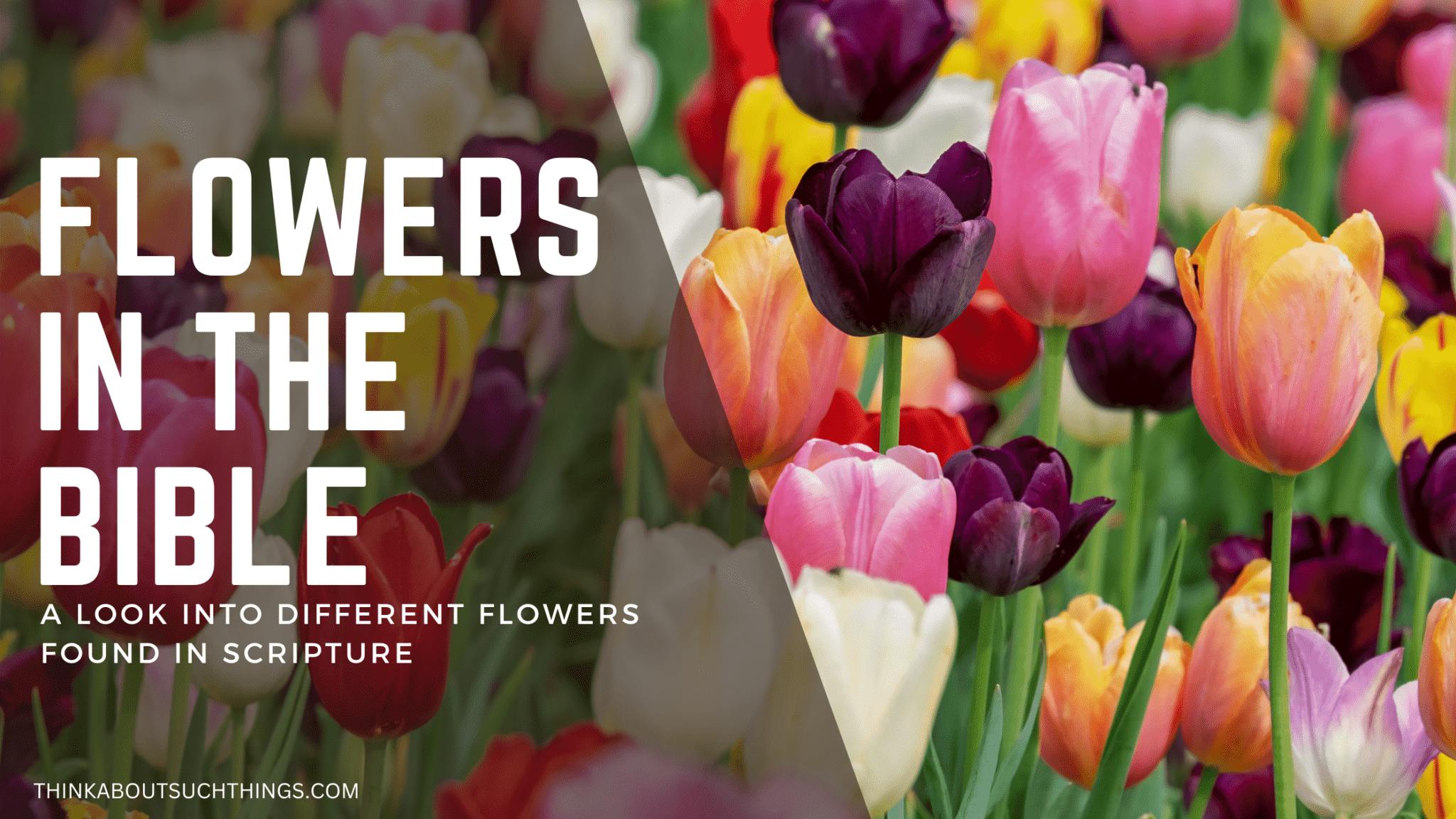 Flowers In The Bible: Symbolism, Meaning, & References | Think About ...