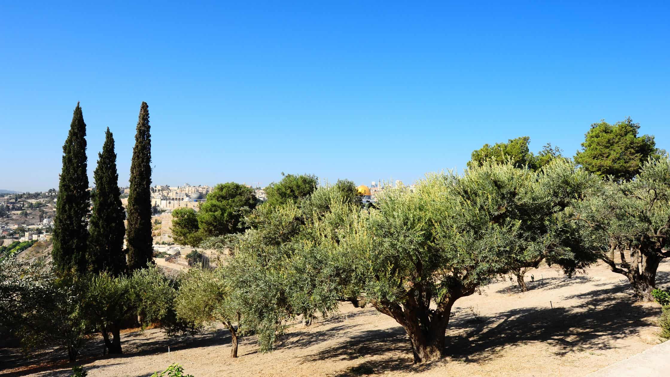 Trees In The Bible: Symbolism And Significance | Think About Such Things