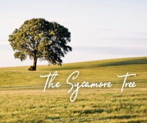 Trees In The Bible: Symbolism And Significance | Think About Such Things