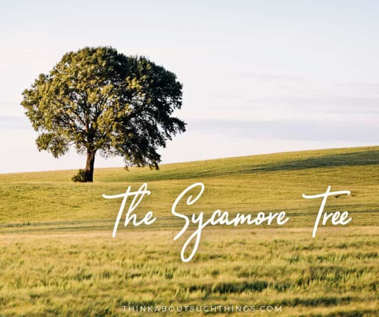 Trees In The Bible: Symbolism And Significance | Think About Such Things