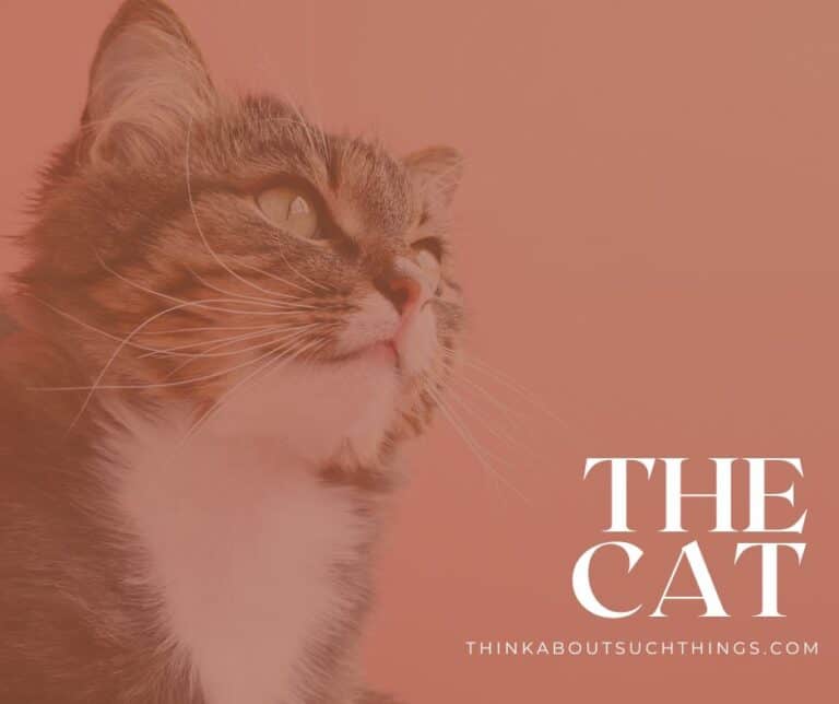 Cats In The Bible: Symbolism, References, & Meaning | Think About Such ...