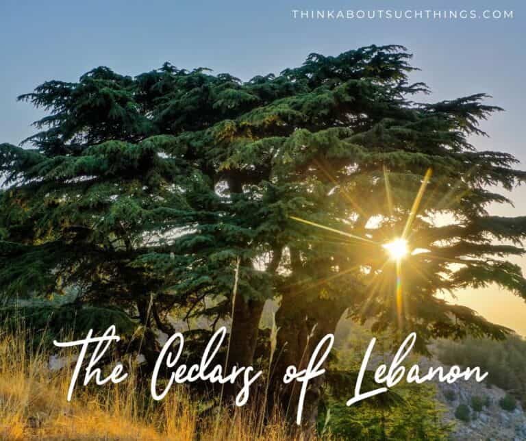 Trees In The Bible: Symbolism And Significance | Think About Such Things