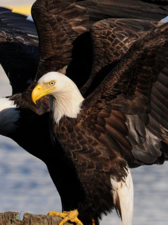 Biblical Symbolism Archives | Think About Such Things