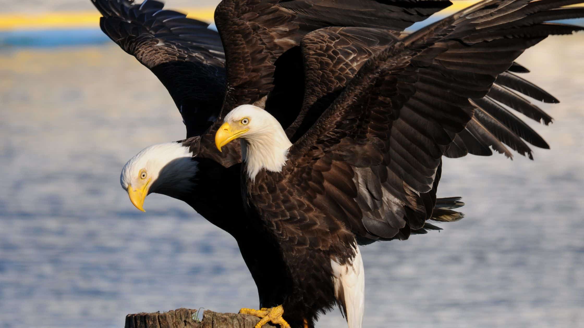 Eagles In The Bible: Symbolism, References, & Meaning | Think About ...
