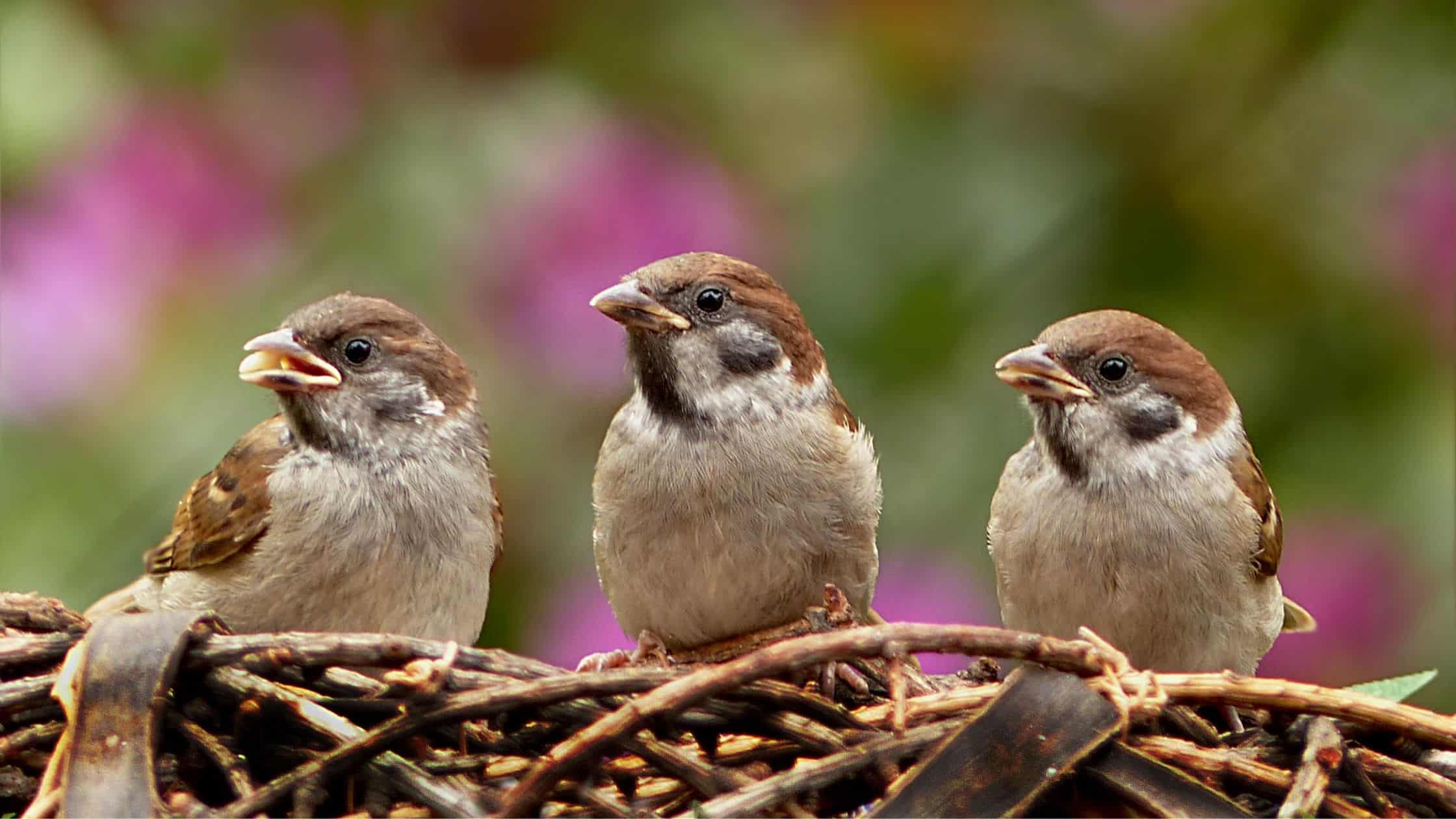 Sparrows In The Bible: Symbolism, References, & Meaning | Think About ...