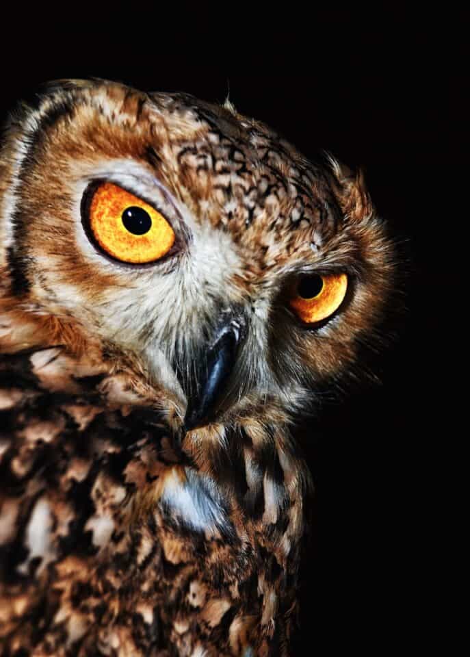 Owls In The Bible: Symbolism, Meaning, Verses, And More | Think About ...