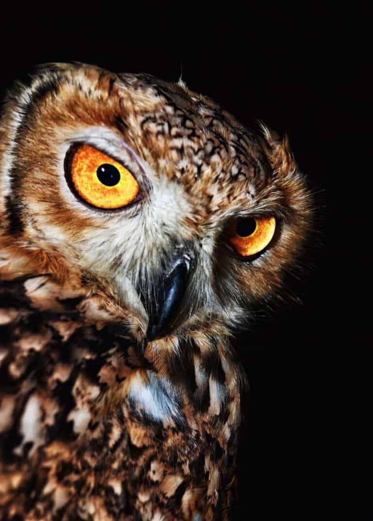 Owls In The Bible: Symbolism, Meaning, Verses, And More | Think About ...