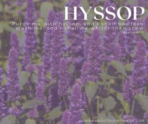 Hyssop In The Bible: Symbolism, Meaning And More | Think About Such Things