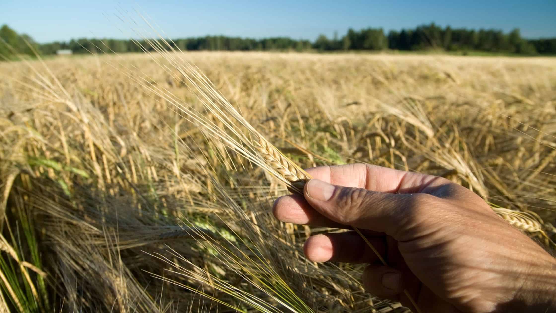 The Law Of Sowing And Reaping: Unlocking The Meaning Of Seedtime And ...